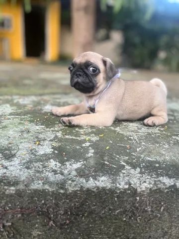 "cachorro pug mini" no Brasil
