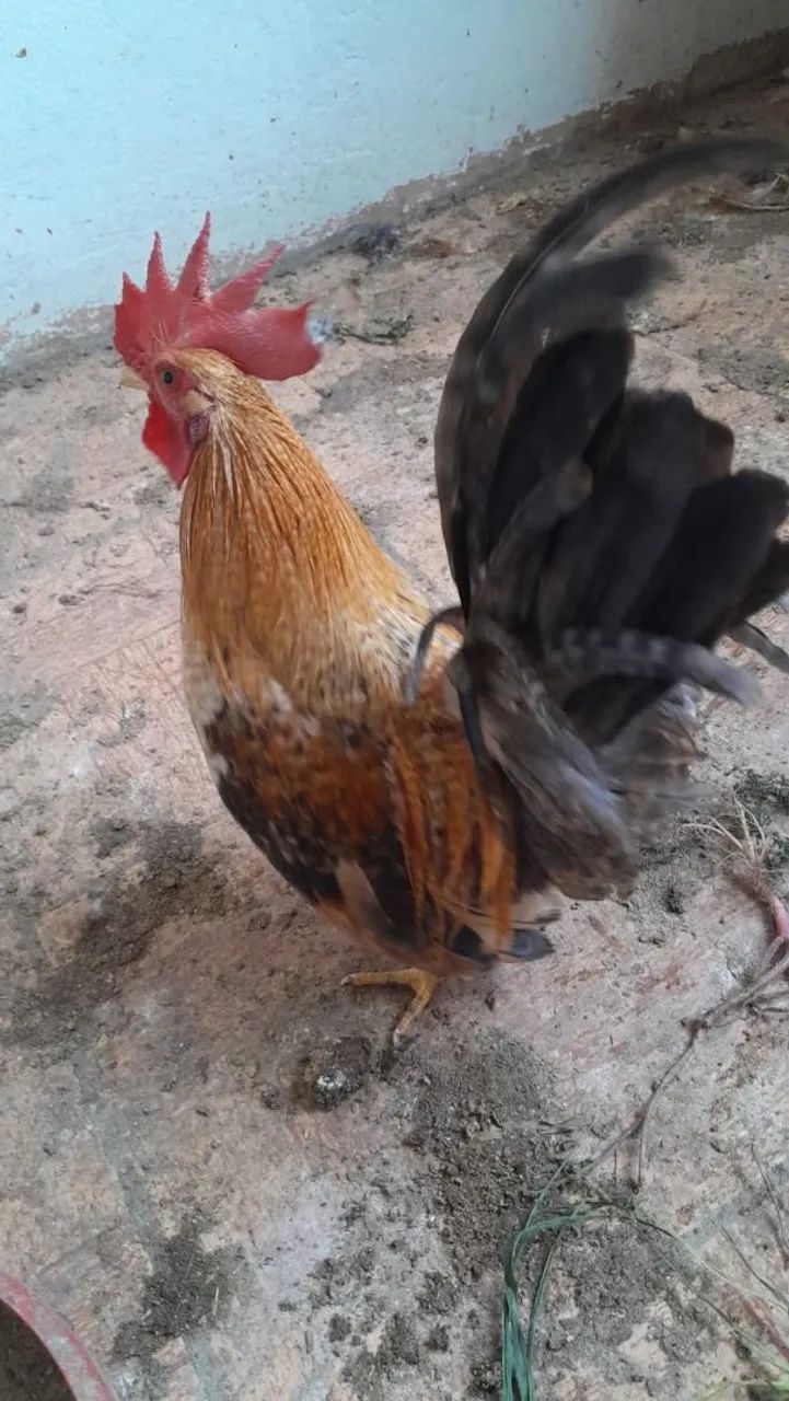 Frangos Nagasaki - Animais para agropecuária - Graminha, Juiz de Fora ...