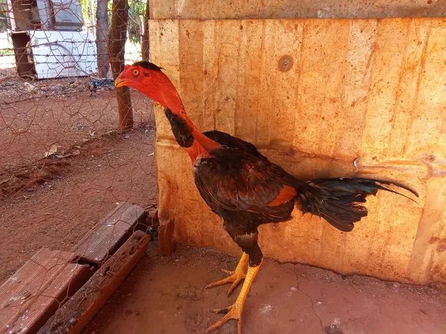 "frango pescoco pelado" no Brasil