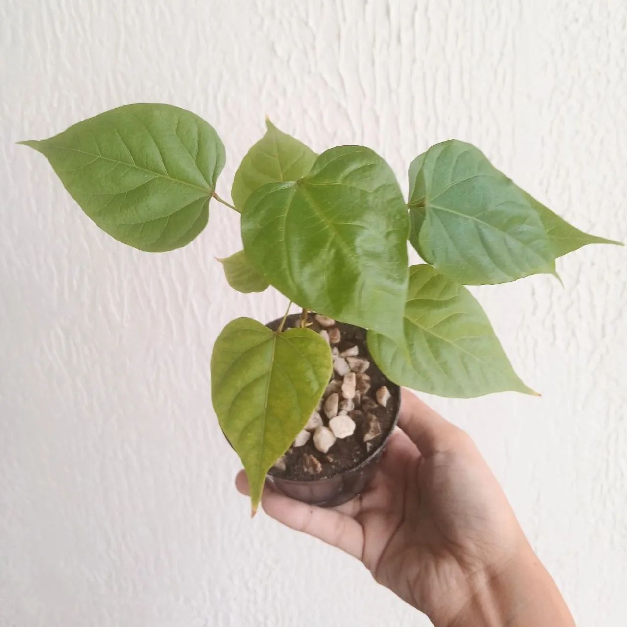 Muda de Urucum planta que faz colorau - Jardinagem e Plantas - Grageru ...