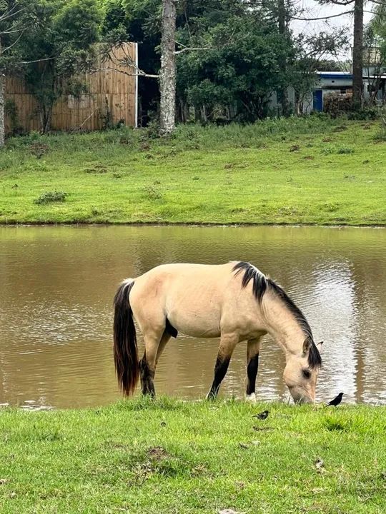 CAVALO POTRO 2 ANOS - Animais para agropecuária - Itaara 1377083438 | OLX