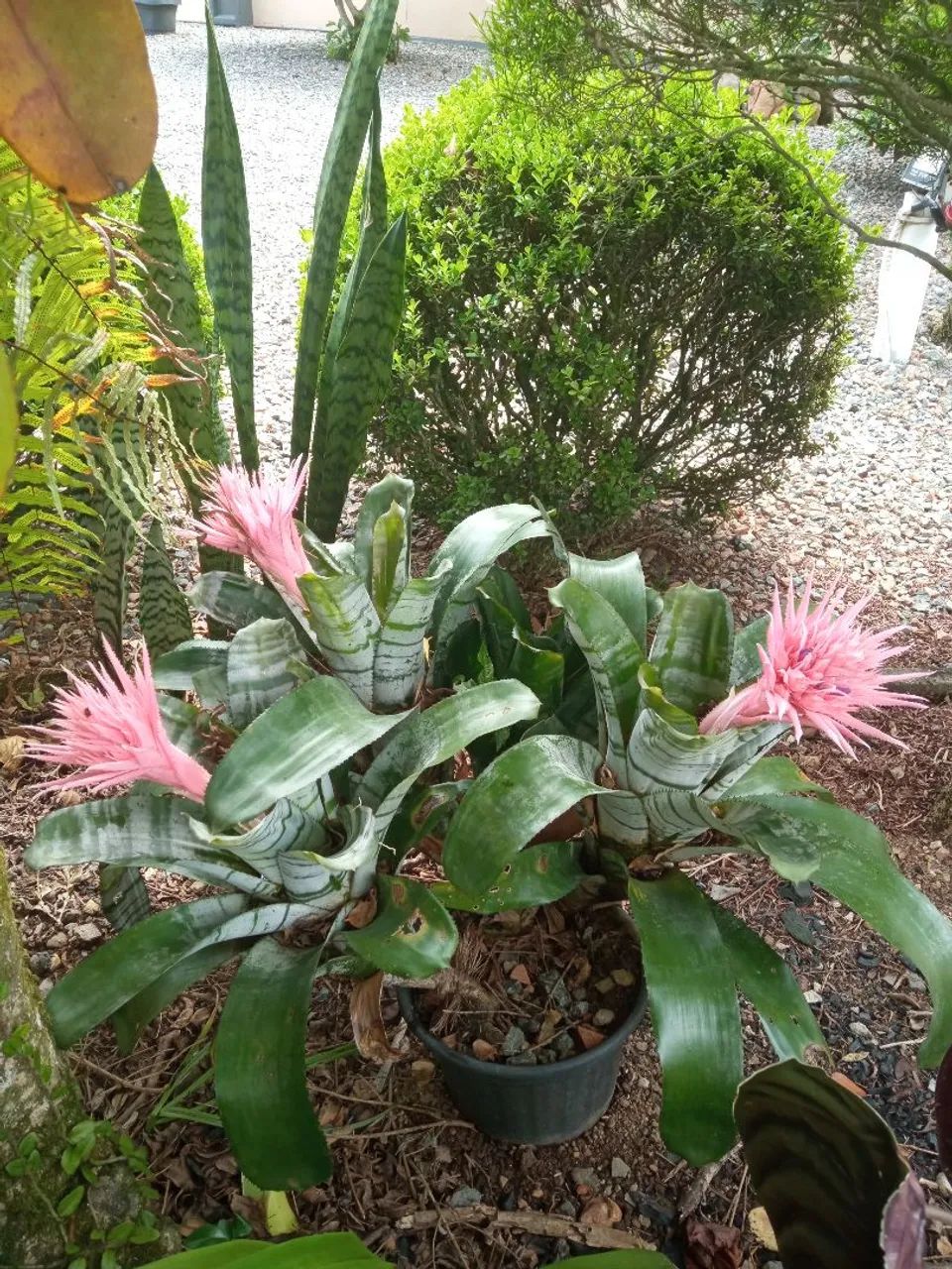 Bromélia fasciata - Jardinagem e Plantas - Pirabeiraba (Pirabeiraba ...
