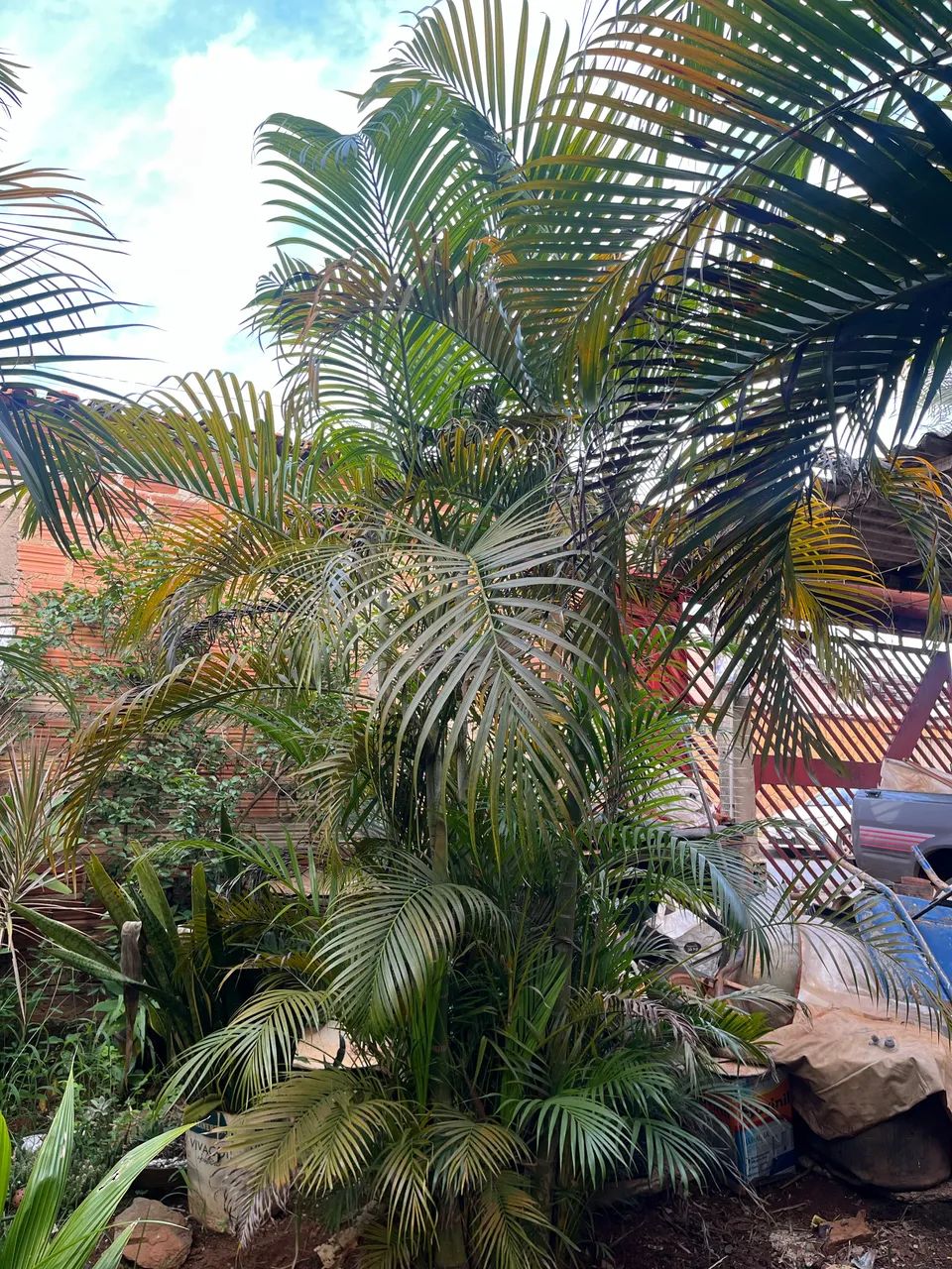 Areca bambu adulto plantas adultas - Jardinagem e Plantas - Jardim Novo ...