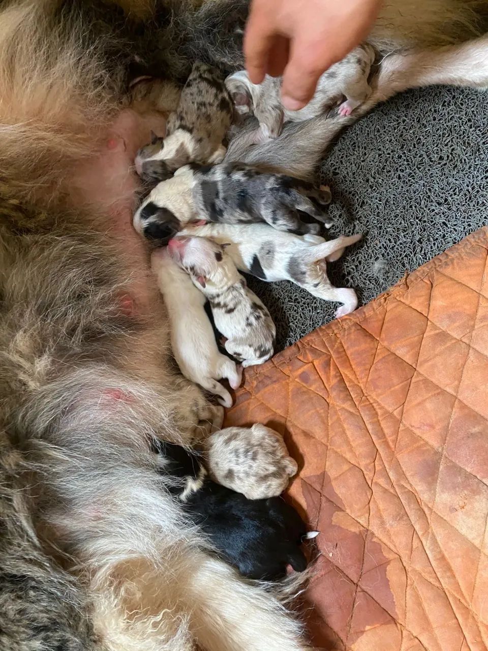 Lindos filhotes merle de Border collie - Cachorros - Alexânia ...