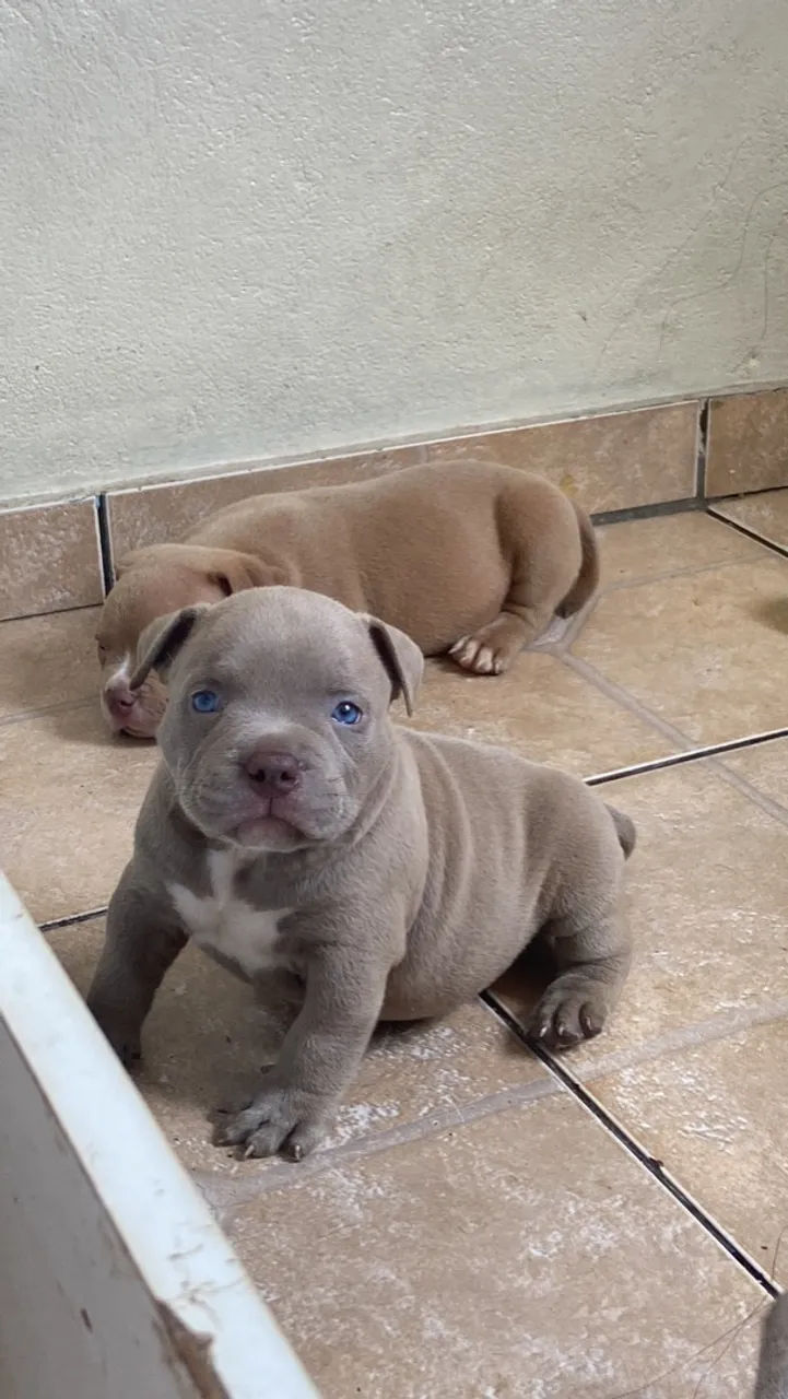 "filhotes de american bully" - Cachorros no Brasil