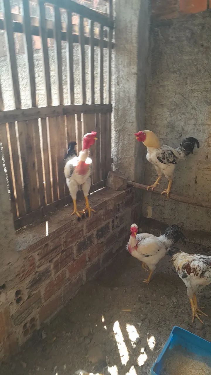 Frangos, Galos, Pintos e Ovos Férteis - Animais para agropecuária ...