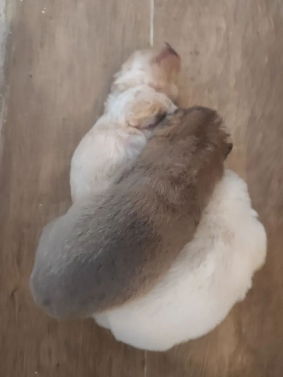 Chow Chow, gene recessivo. - Cachorros - Barra de Guaratiba, Rio de ...