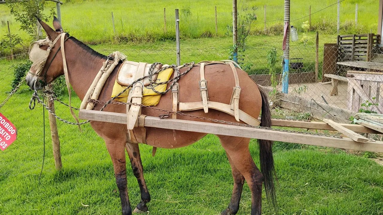 Mula de charrete - Animais para agropecuária - Santa Cruz, Juiz de Fora ...