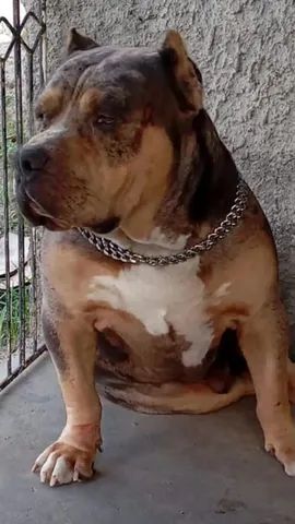 "pit monster blue" no Brasil