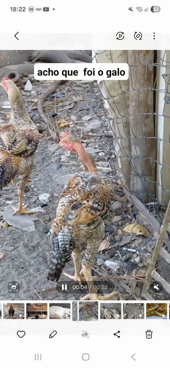 Frangos caipira - Cachorros - Matinha, São José de Ribamar 1454461466 | OLX