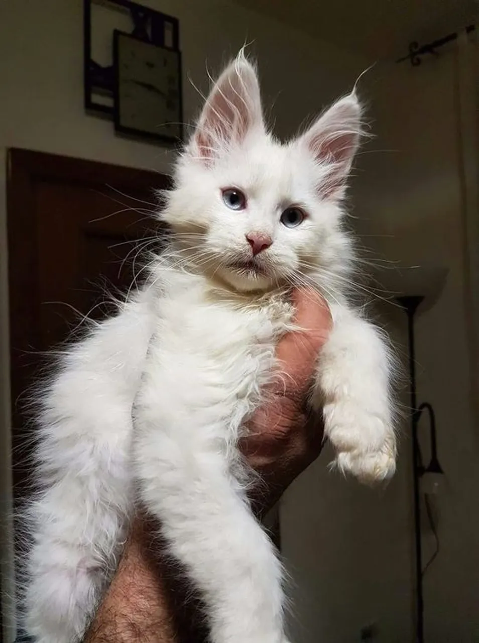 "maine coon" - Gatos no Brasil