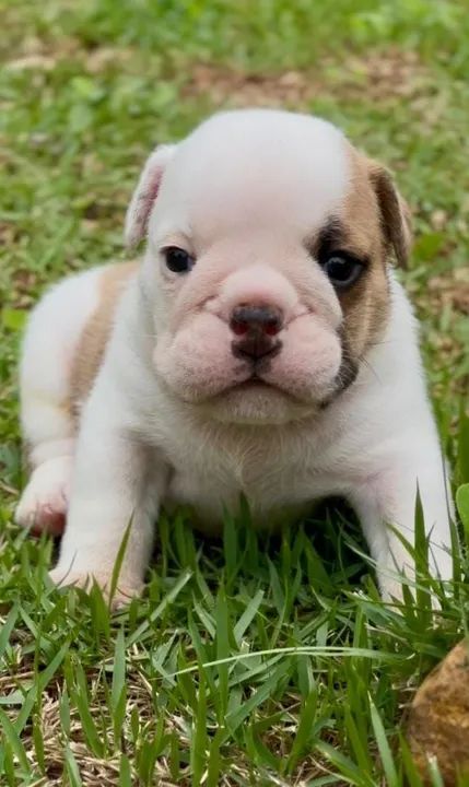 Bulldog Inglês, filhotes de alto padrão, Canil O'malley Bull's, até 10x ...