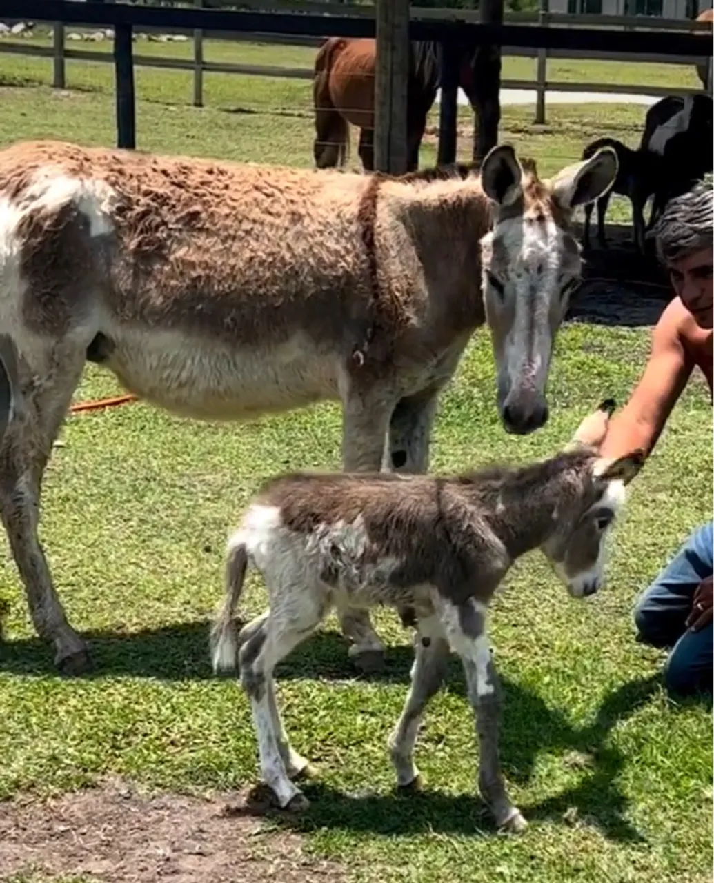 "jumentos" no Brasil