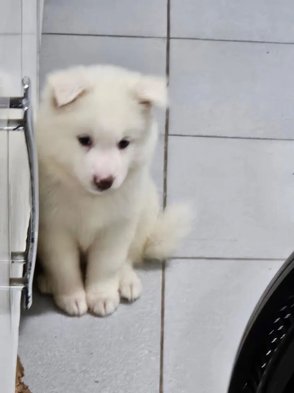 Husky siberiano - Cachorros - Val-de-Cães, Belém 1468483620 | OLX