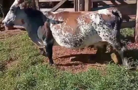 "mini vaca" - Animais para agropecuária no Brasil