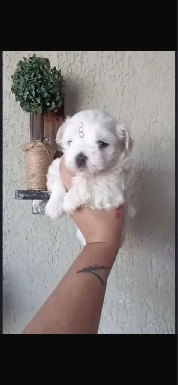 Filhote de Maltês puro, super fofo e carinhoso! - Cachorros - Aririú ...