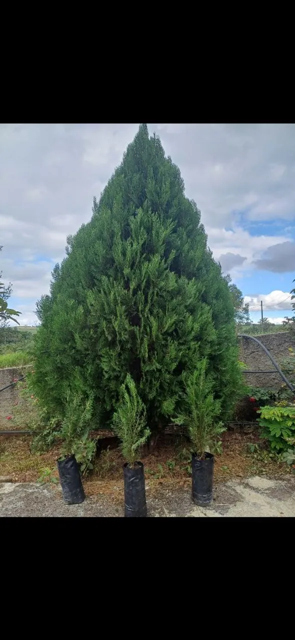 "mudas de hortalicas" no Brasil