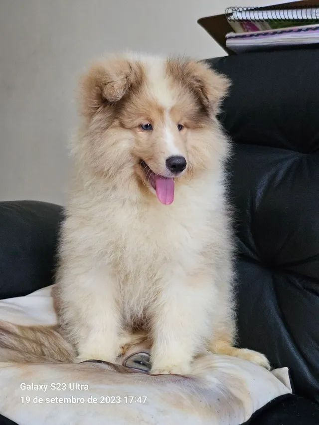 Animais de estimação em Porto Alegre e região, RS