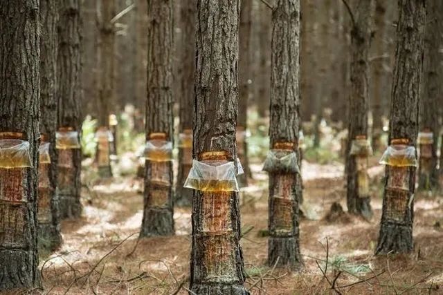 "terreno 1 alqueire" no Brasil
