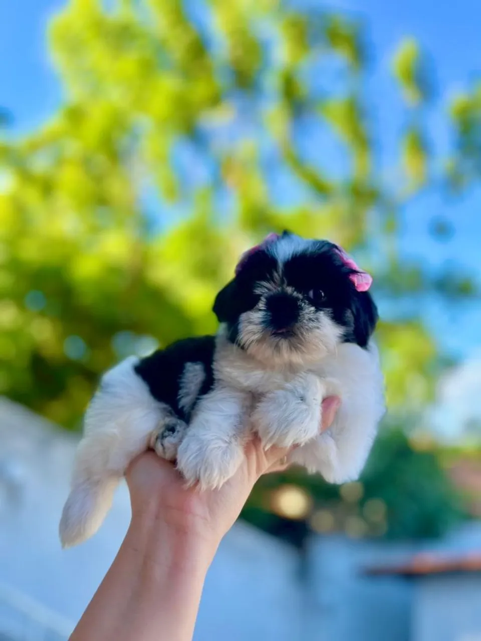 "filhotes de shih tzu mini" - Cachorros no Brasil