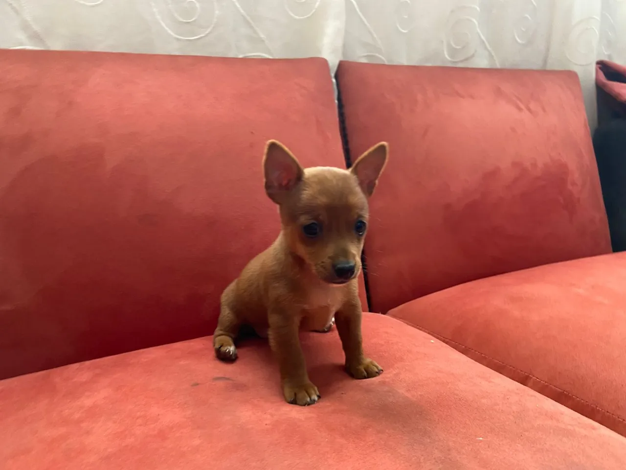 "pinscher 0" - Cachorros no Brasil