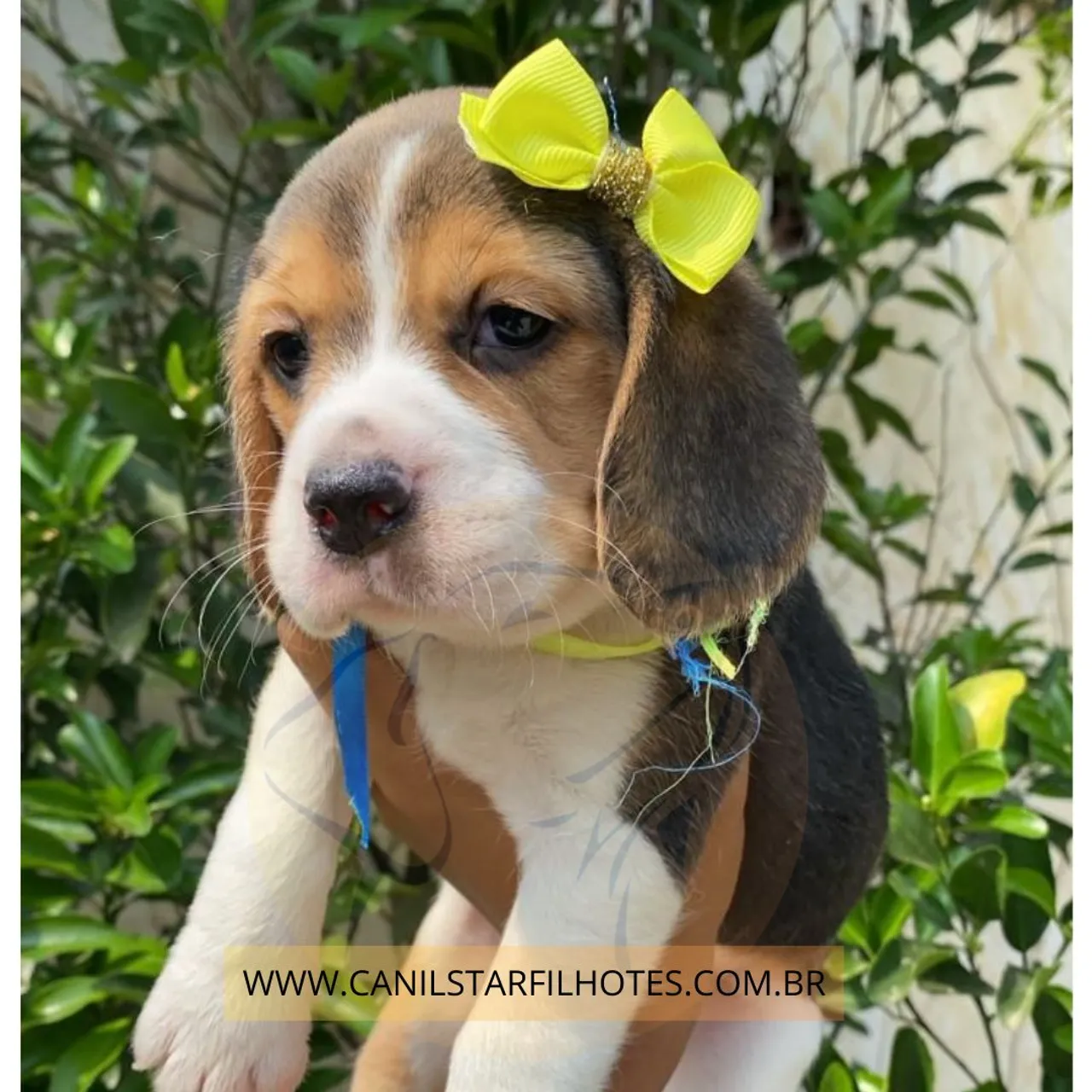 "filhotes de cachorros beagle" - Cachorros no Brasil