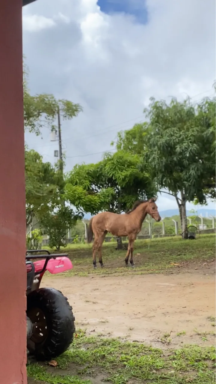 "potros e potras" no Brasil