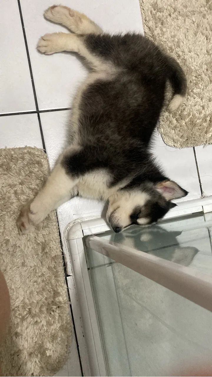 Husky siberiano - Cachorros - Xaxim, Curitiba 1467987304 | OLX