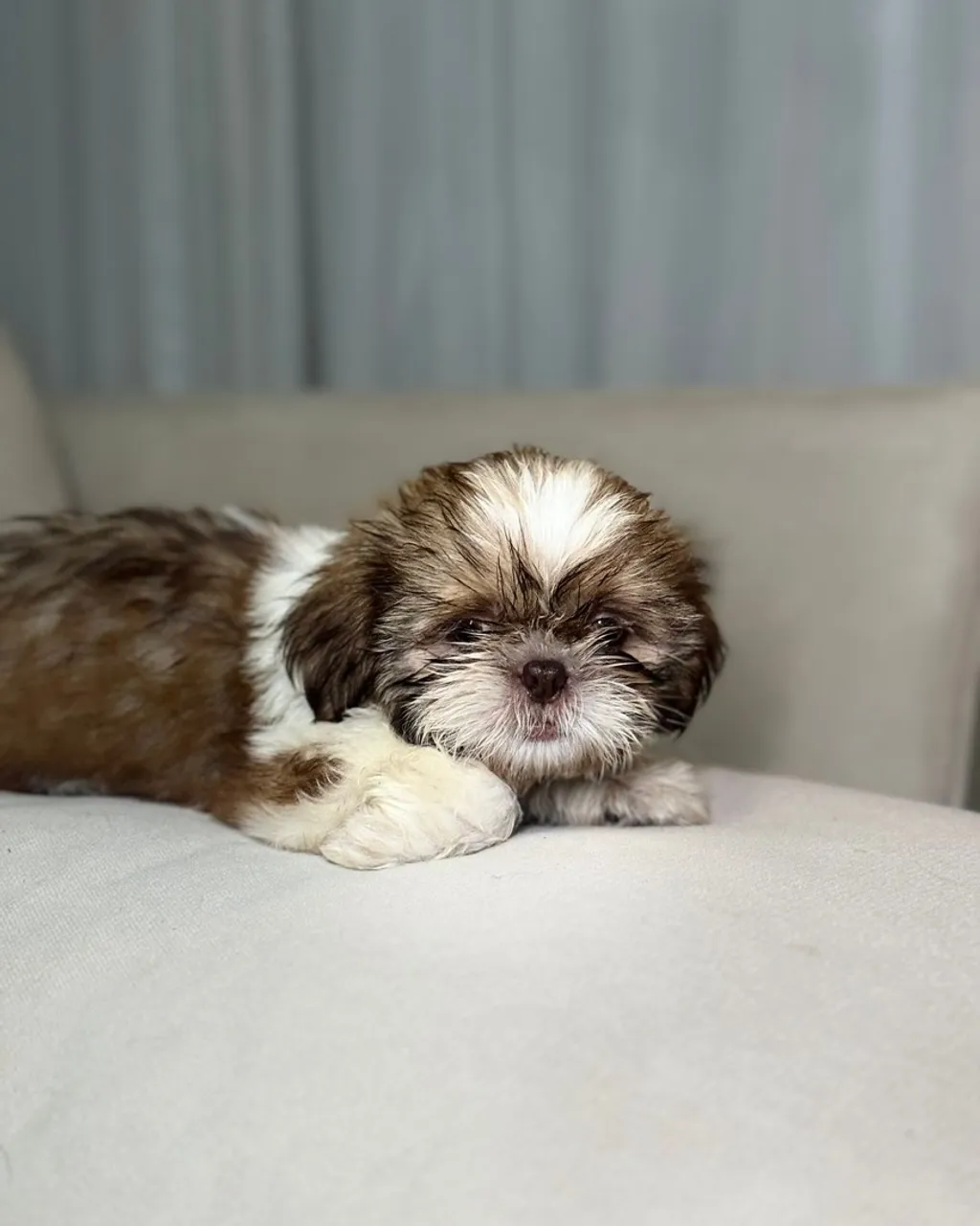 "filhotes de shih tzu mini" - Cachorros no Brasil