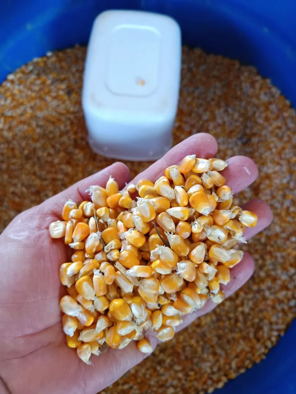 "saco de milho" no Brasil