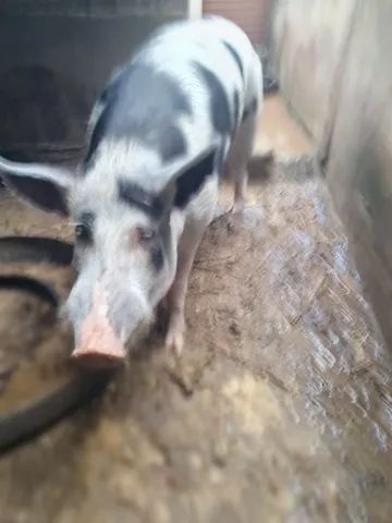 "porco piau" no Brasil