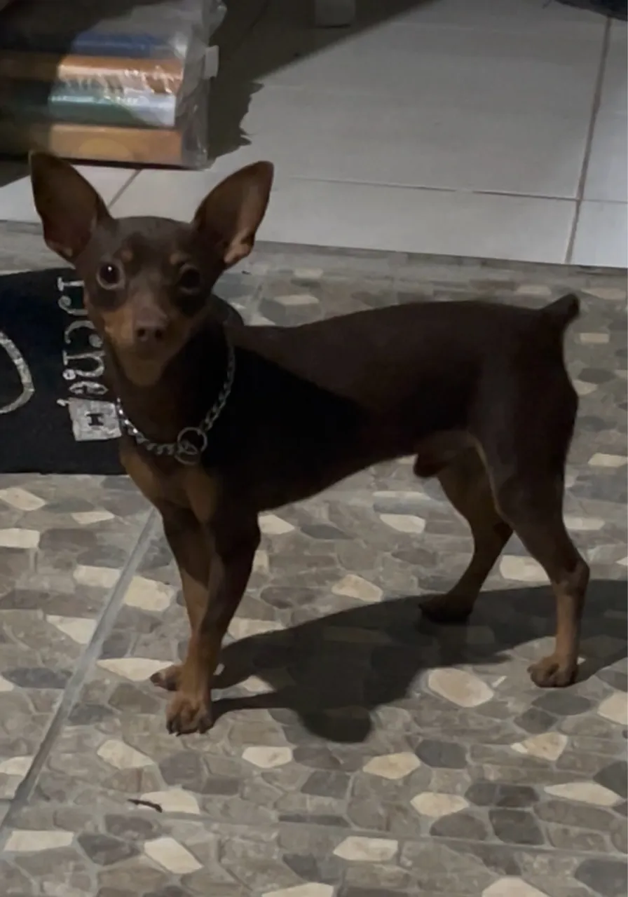 "pinscher 0" - Cachorros no Brasil