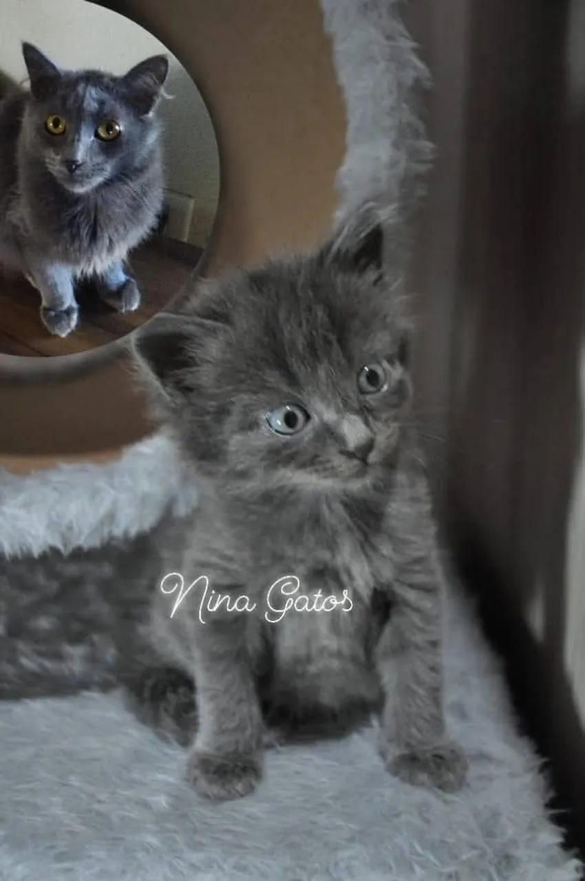 "gato angora" - Gatos no Brasil