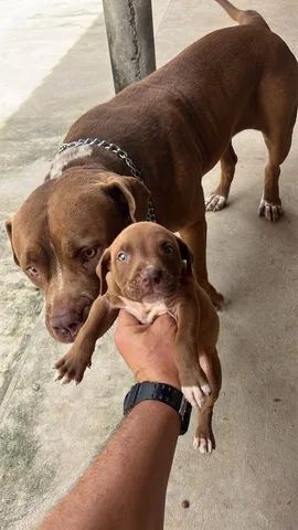 "pit bull apbt" no Brasil