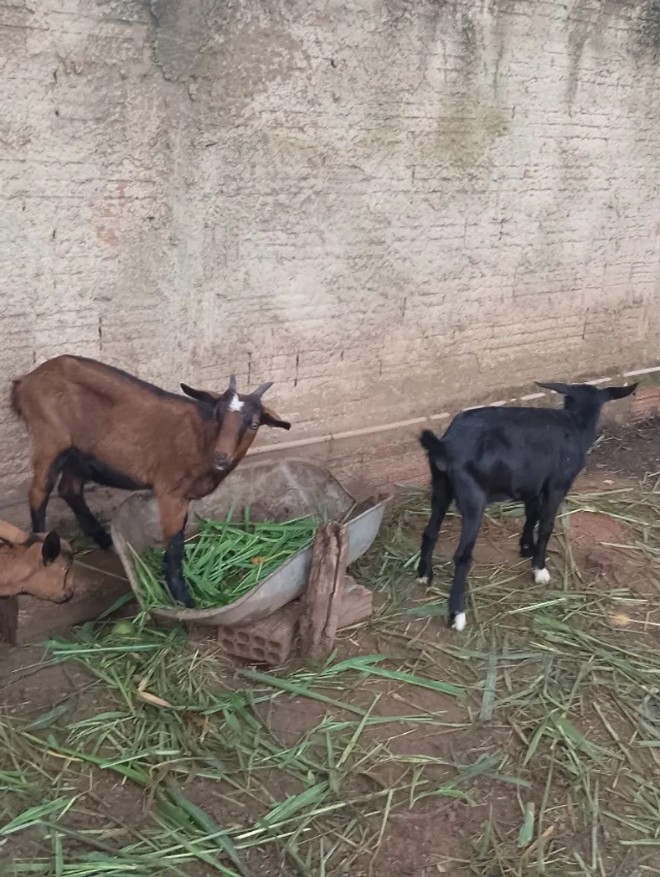 "cabras e cabritos" no Brasil