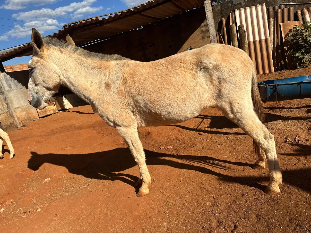 "uma mula" no Brasil