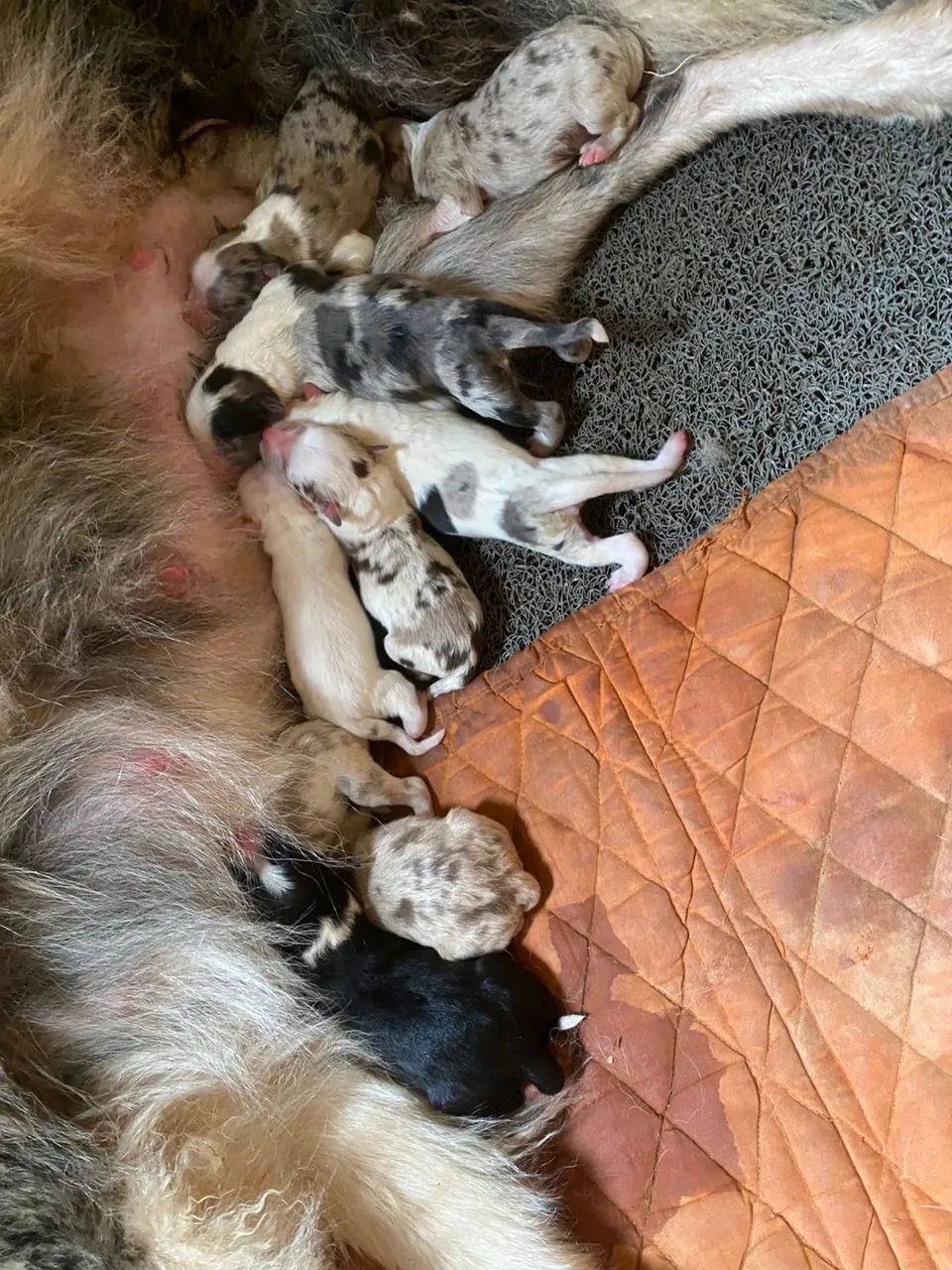Lindos filhotes merle de Border collie - Cachorros - Alexânia ...