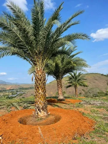 "tamareira" no Brasil