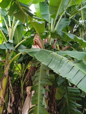 "banana pacovan" no Brasil