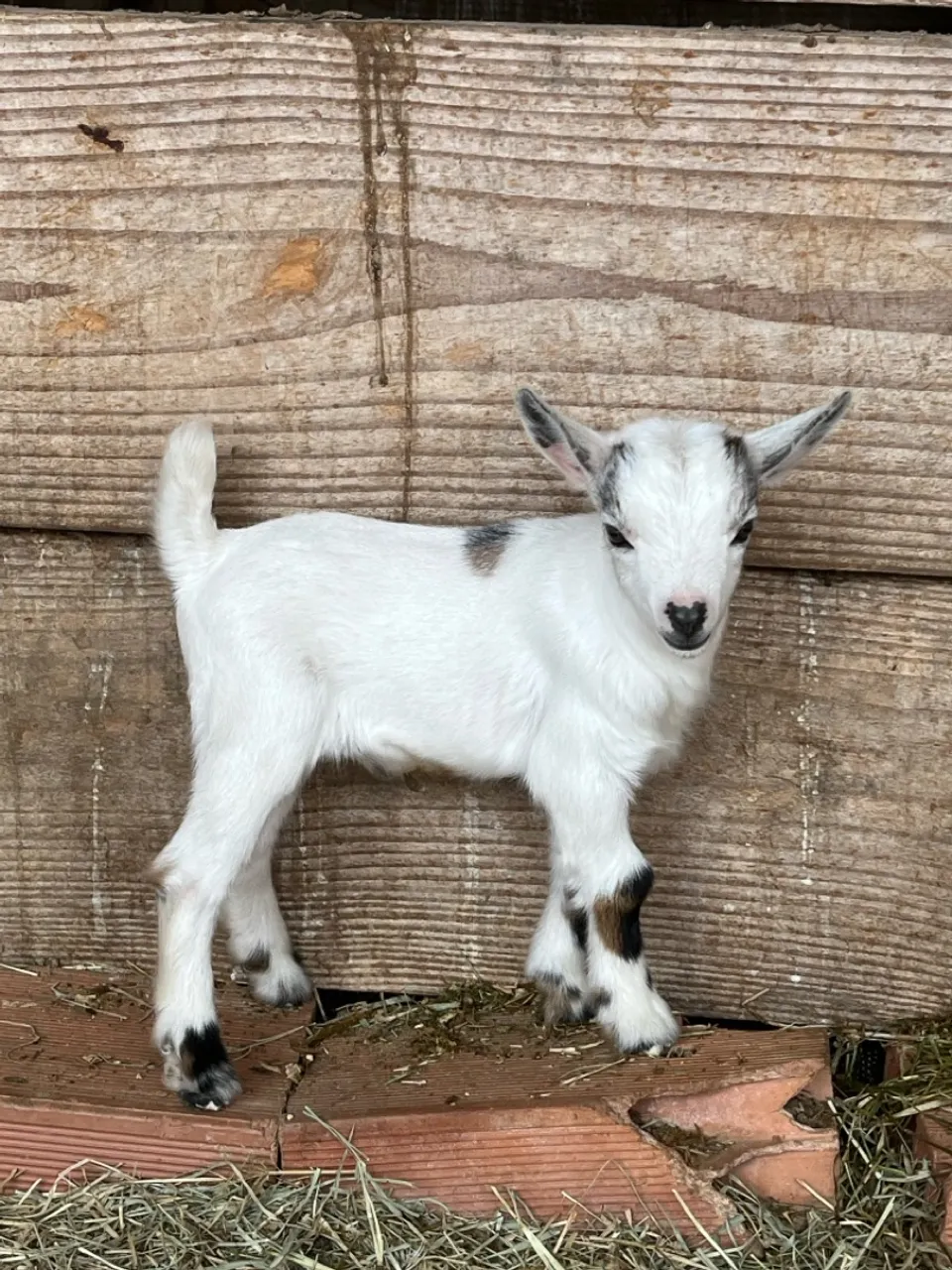 "mini cabras" no Brasil