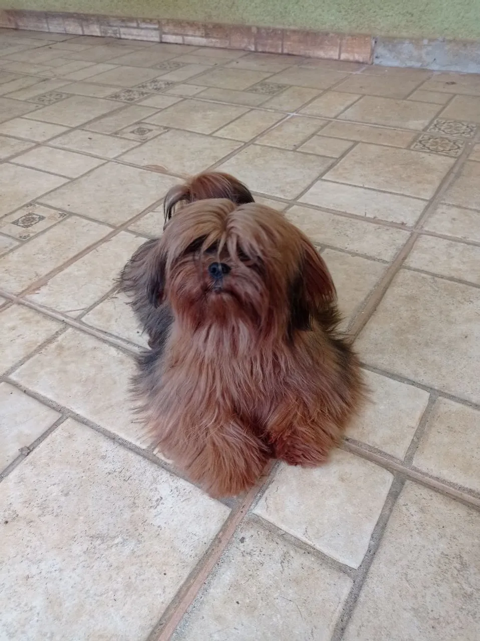 "shih tzu macho" - Cachorros no Brasil