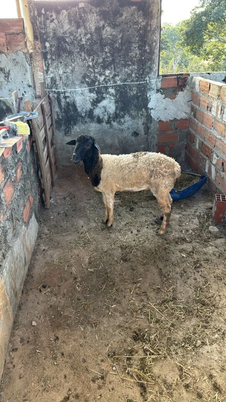 "carneiro filhote" - Outros animais no Brasil