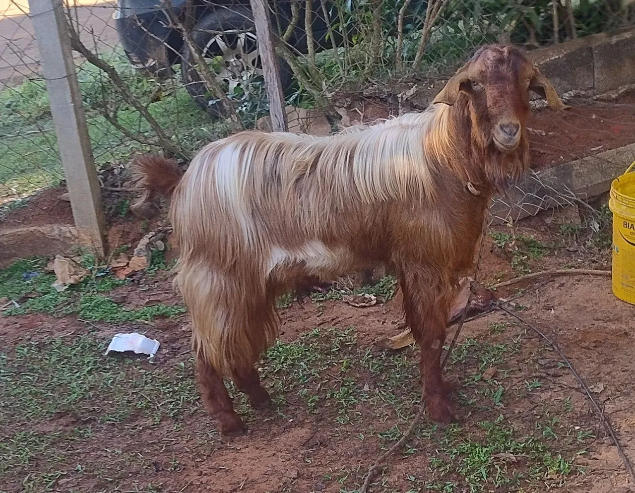 "cabrito bode" - Outros animais no Brasil