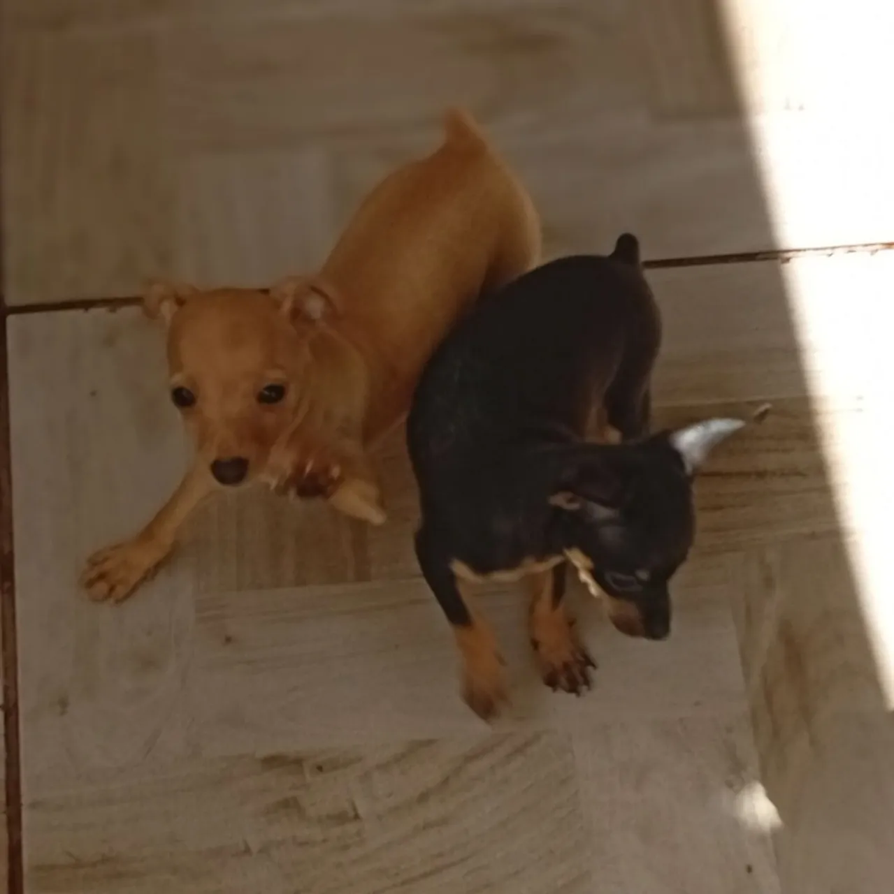 "pinscher 0" - Cachorros no Brasil