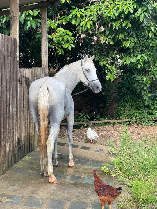 Cavalos em Minas Gerais