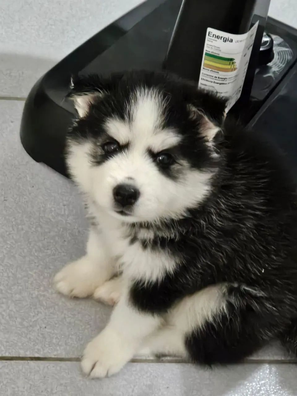 Husky siberiano - Cachorros - Val-de-Cães, Belém 1468483620 | OLX