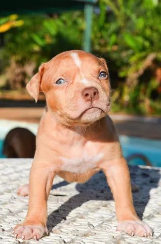 "pitbull pit monster" no Brasil