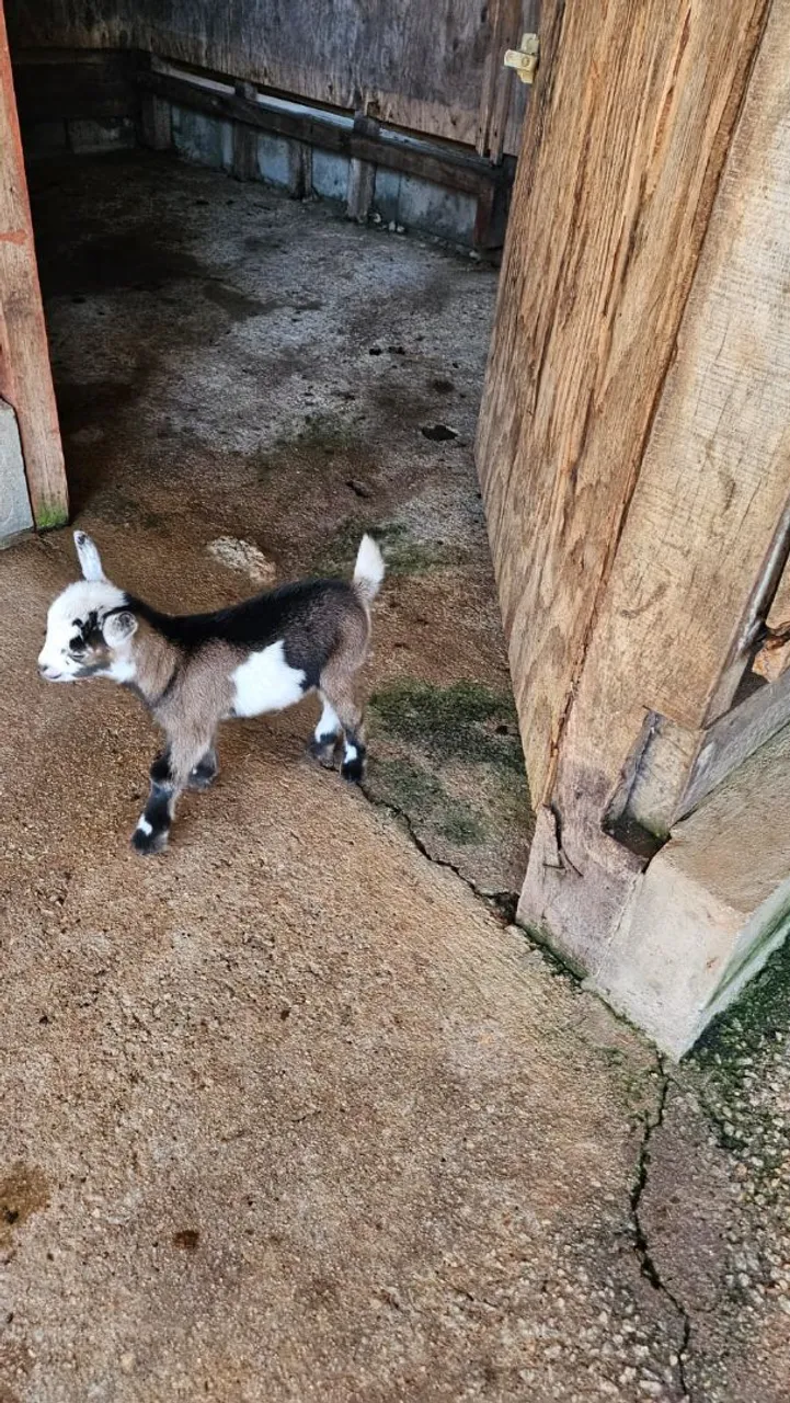 "mini cabras" no Brasil