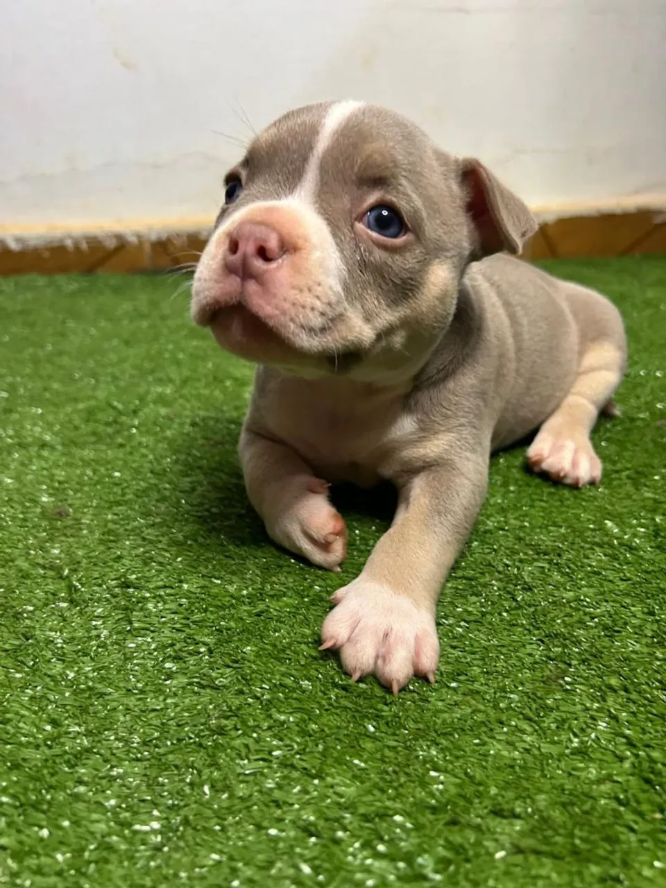 "filhotes de american bully" - Cachorros no Brasil
