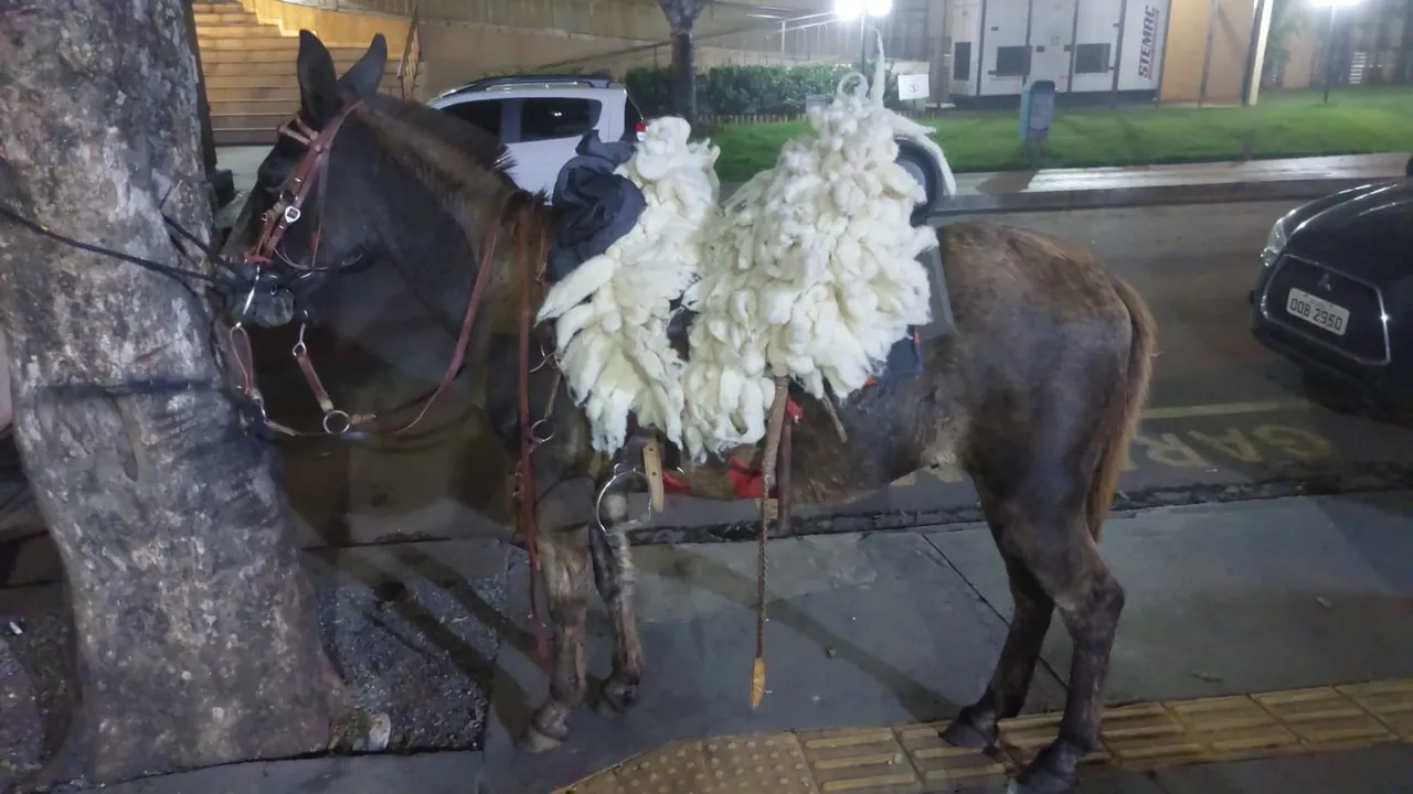 "burro mula" no Brasil